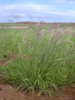 Como Plantar Capim do Texas? Cuidados com Cenchrus setaceu
