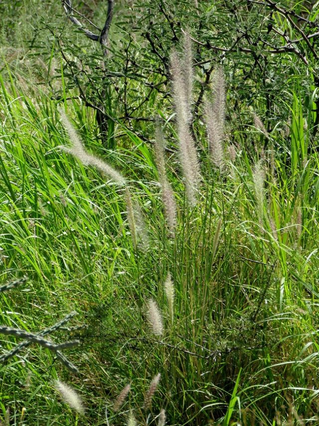 Como Plantar Capim do Texas? Cuidados com Cenchrus setaceu