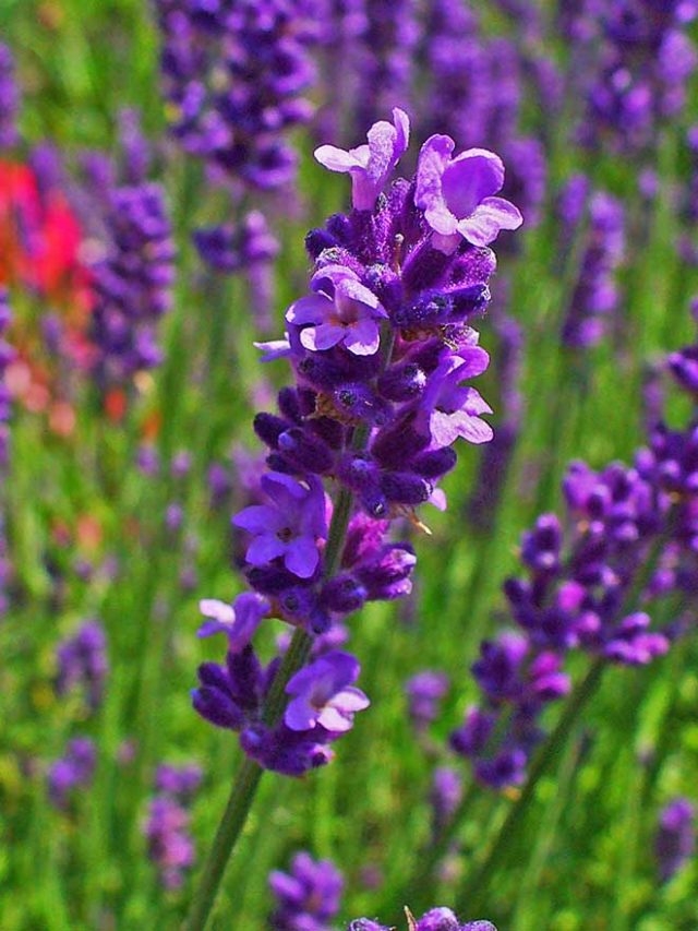 Como Plantar Lavanda Passo a Passo Fácil [Lavandula]