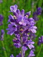 Como Plantar Lavanda Passo a Passo Fácil [Lavandula]