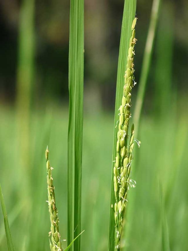 Como Plantar Arroz Passo a Passo? Cultivo! [Oryza sativa]