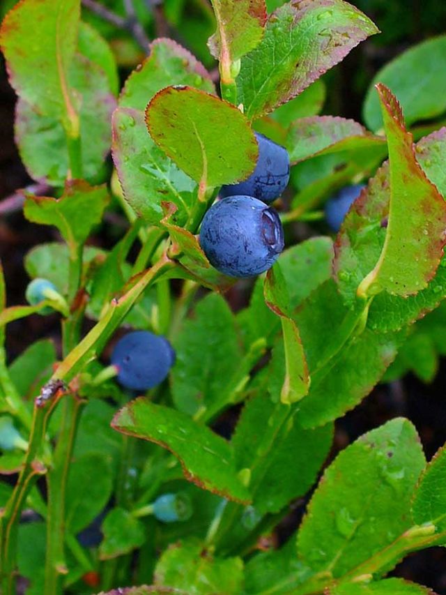 Como Plantar Mirtilo? Cuidados com [Vaccinium myrtillus]