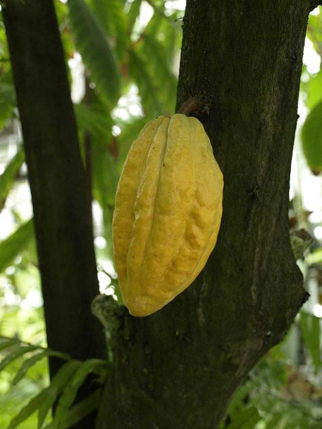 Como Plantar Cacau Passo a Passo: Cultivo de Theobroma cacao