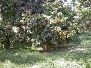 Como Plantar Cacau Passo a Passo: Cultivo de Theobroma cacao