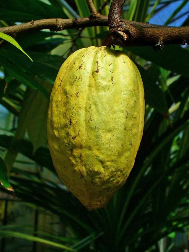 Como Plantar Cacau Passo a Passo: Cultivo de Theobroma cacao