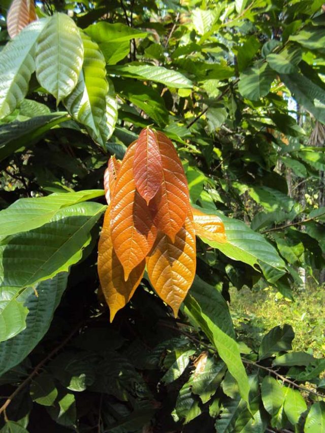 Como Plantar Cacau Passo a Passo: Cultivo de Theobroma cacao
