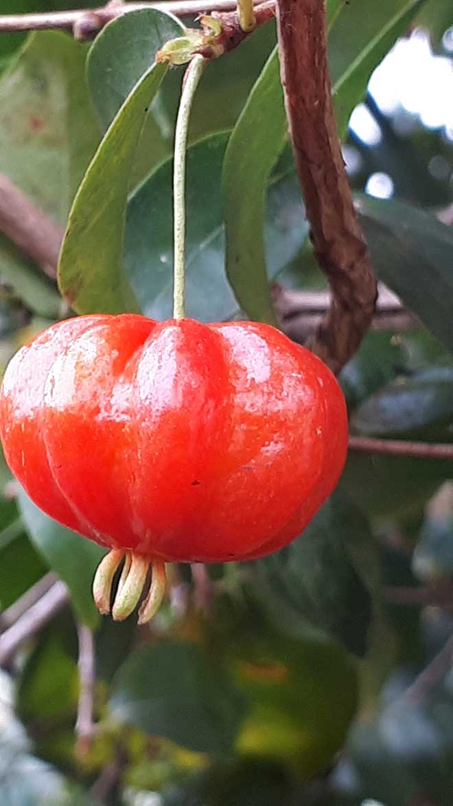 Como Plantar Pitanga? Cuidados com [Eugenia uniflora]