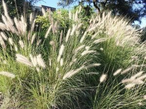 Como Plantar Capim do Texas? Cuidados com Cenchrus setaceu