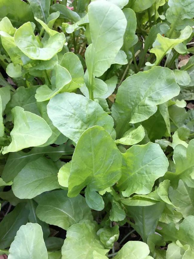 Como Plantar Rúcula? Cuidados com Eruca vesicaria ssp. sativa