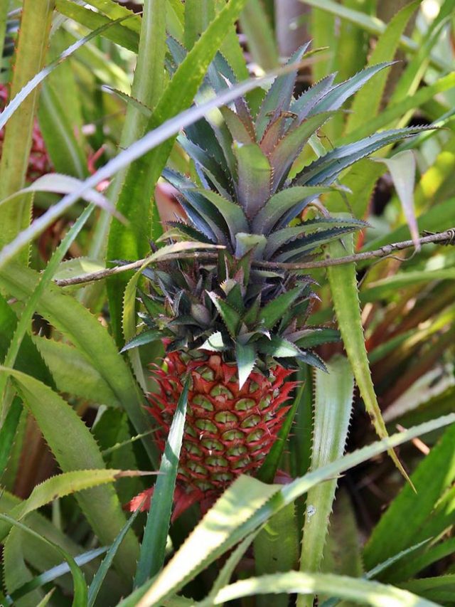 Como Plantar Abacaxi-ornamental? Cuidados com Ananas bracteatus