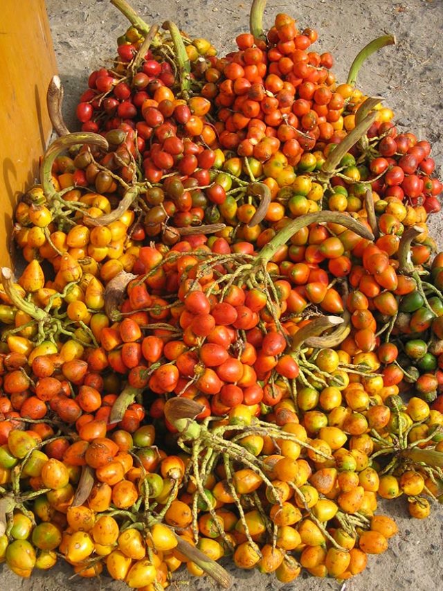 Como Plantar Pupunha? Cuidados com Bactris gasipaes