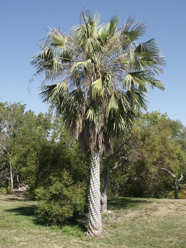 Como Plantar Carnaúba? Cuidados com Copernicia prunifera