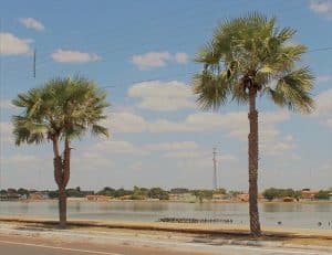 Como Plantar Carnaúba? Cuidados com Copernicia prunifera
