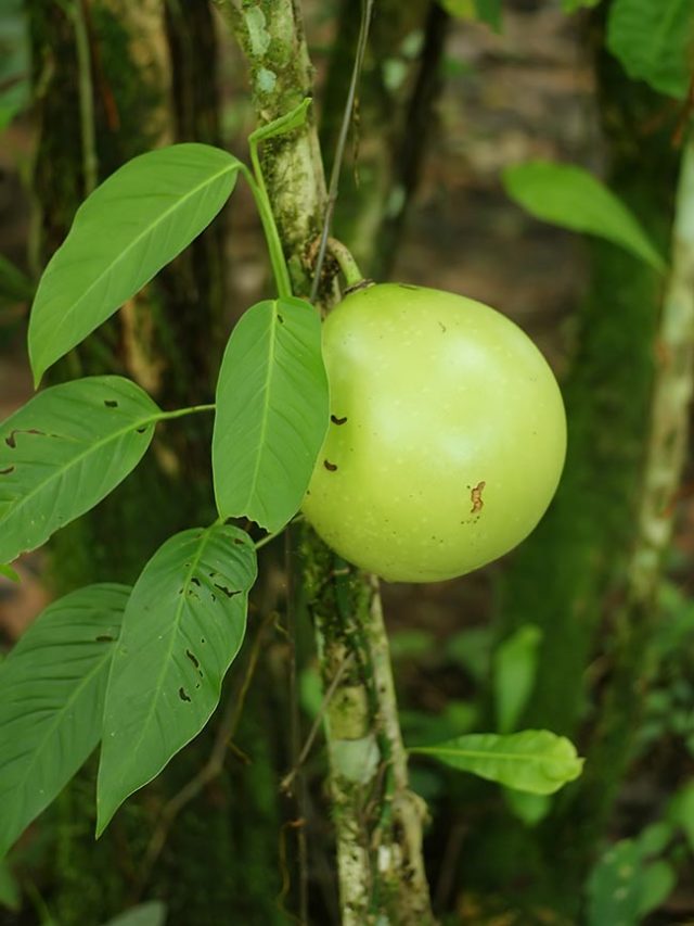 Como Plantar Árvore de Cuia? Cuidados com Crescentia cujete