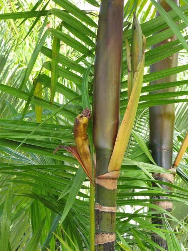 Como Plantar Açaí? Cuidados com Euterpe oleracea