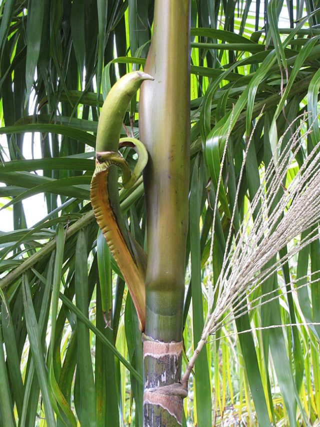 Como Plantar Açaí? Cuidados com Euterpe oleracea