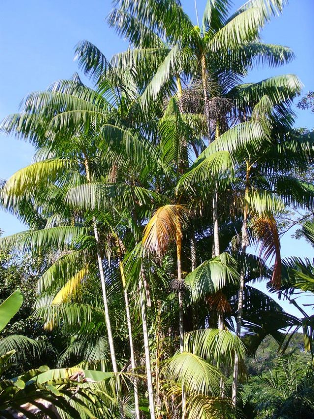 Como Plantar Açaí? Cuidados com Euterpe oleracea