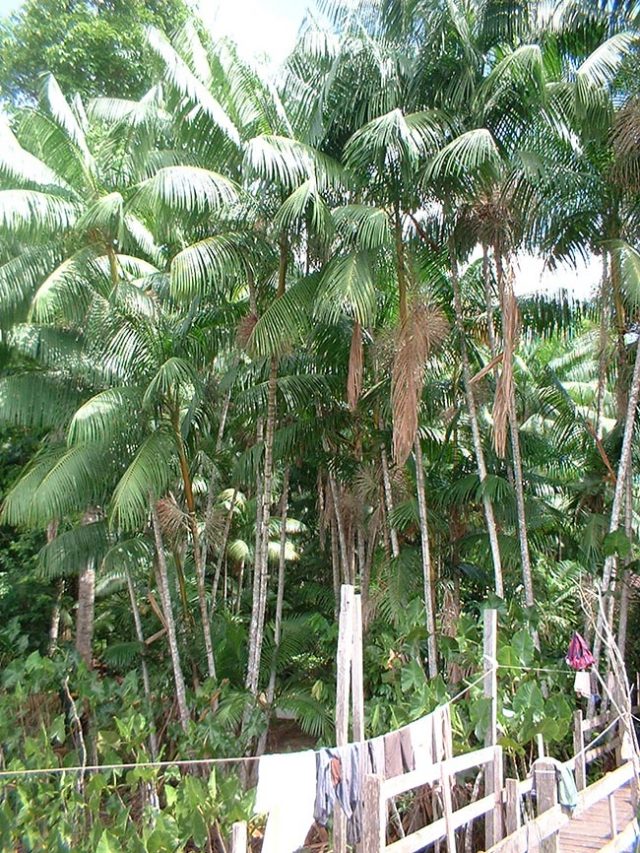 Como Plantar Açaí? Cuidados com Euterpe oleracea