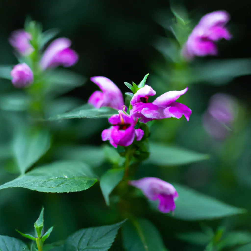 Descubra a Beleza da Chelone Obliqua
