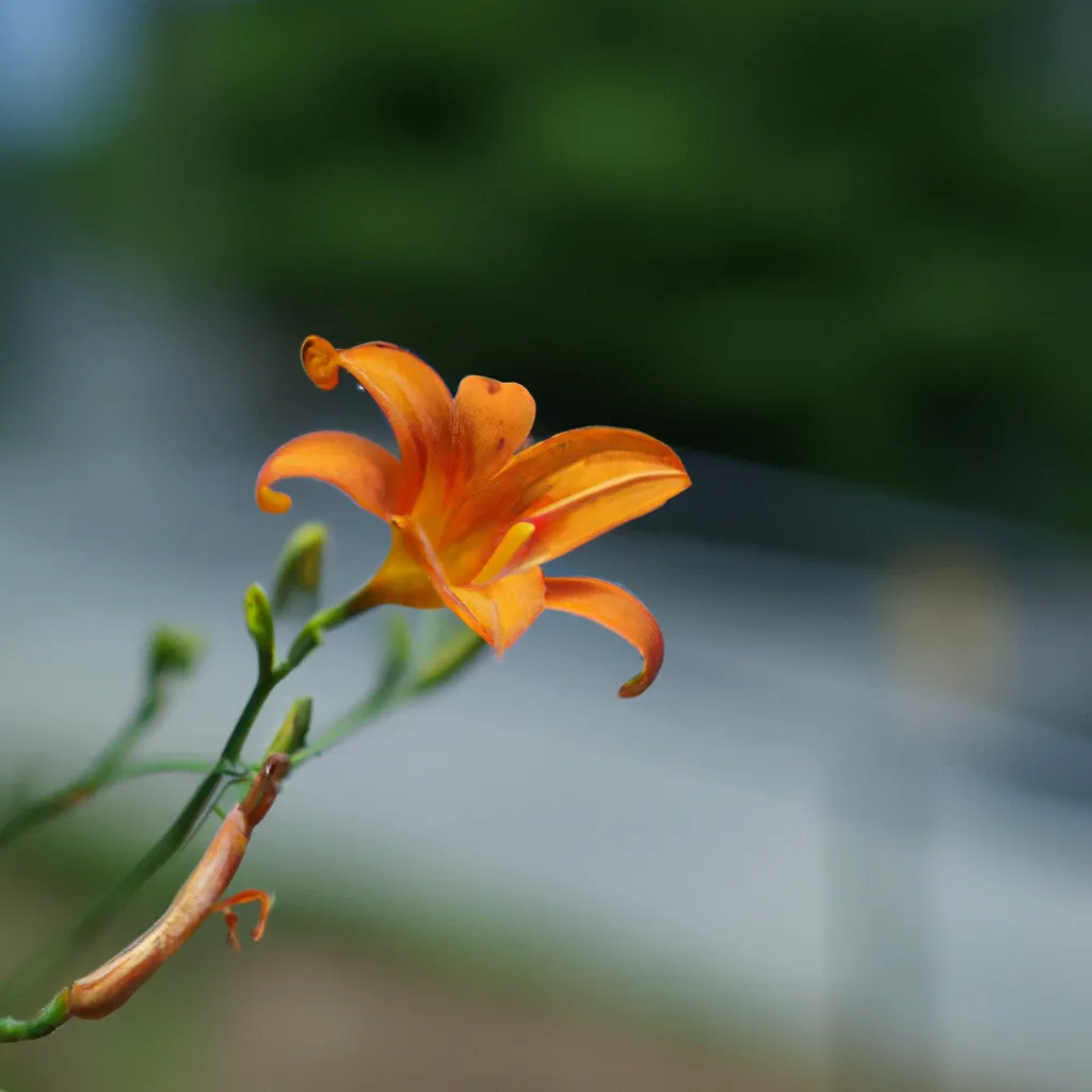 Descubra a Beleza da Hemerocallis Fulva!