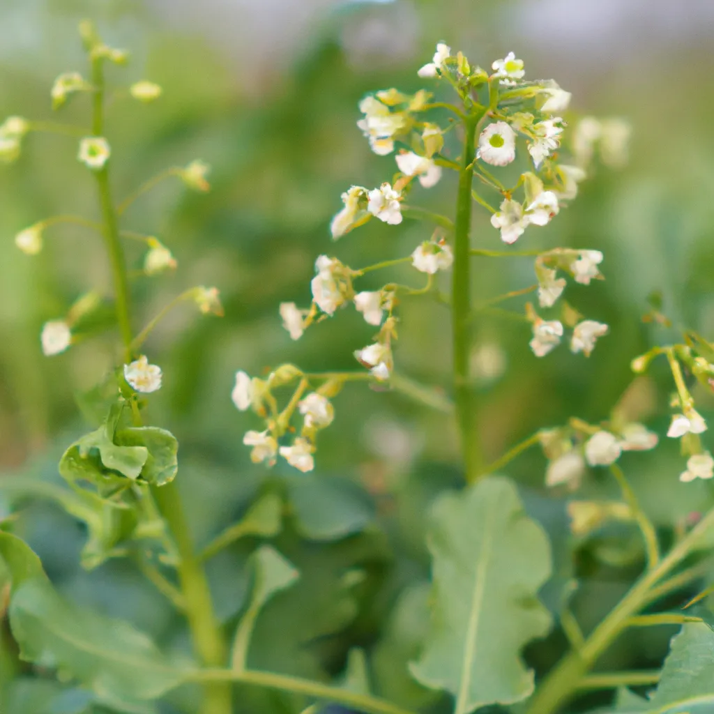 Descubra os Benefícios da Planta Thlaspi Arvense