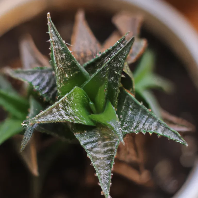 Descubra os Benefícios da Aloe Aristata