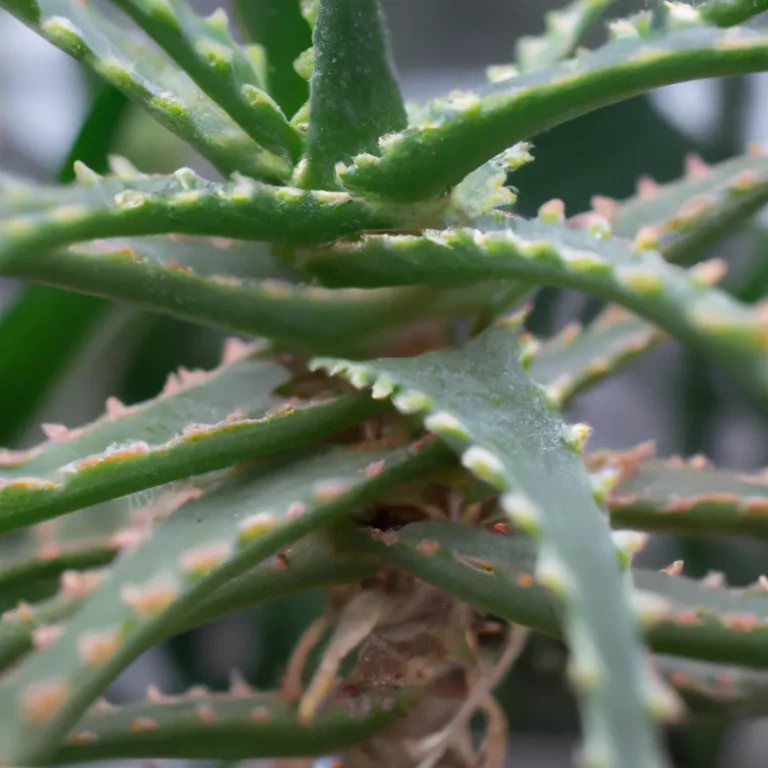 Descubra os Benefícios da Aloe Marlothii