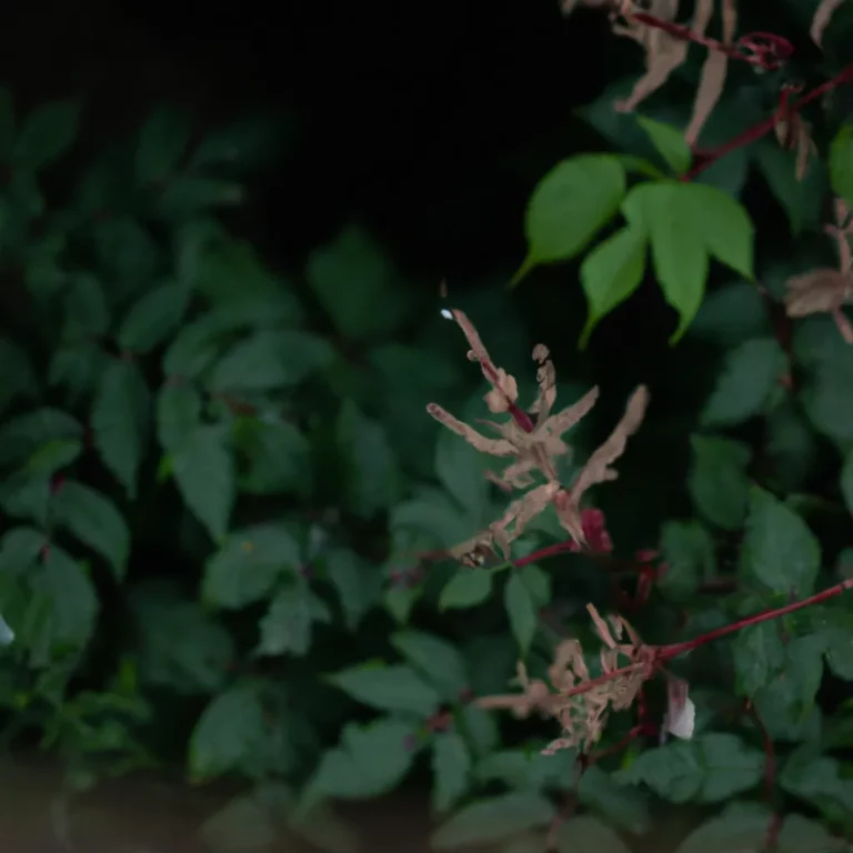 Descubra a Beleza Imponente do Aruncus Dioicus