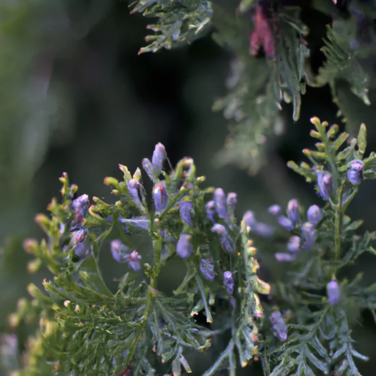 Descubra a Majestosa Beleza da Calocedrus Decurrens