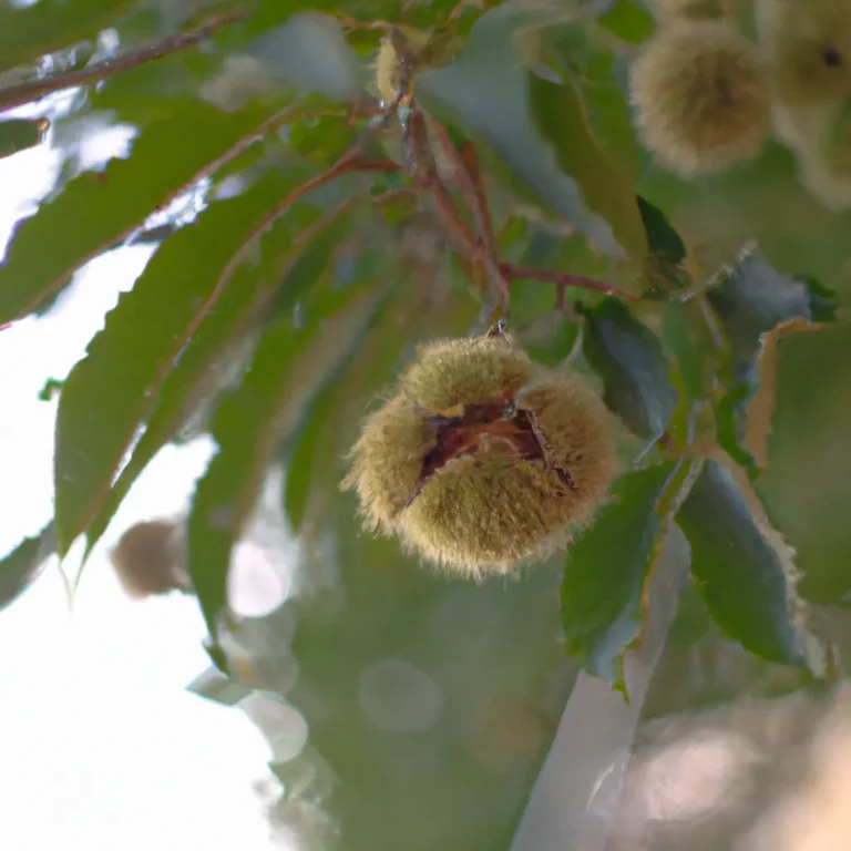 Descubra os Benefícios da Castanea Mollissima