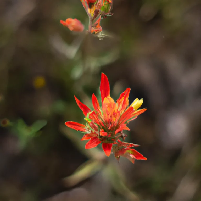 Descubra a Beleza da Castilleja Miniata