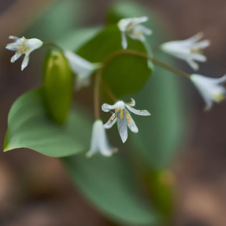Clintonia Borealis: Beleza Selvagem da Natureza