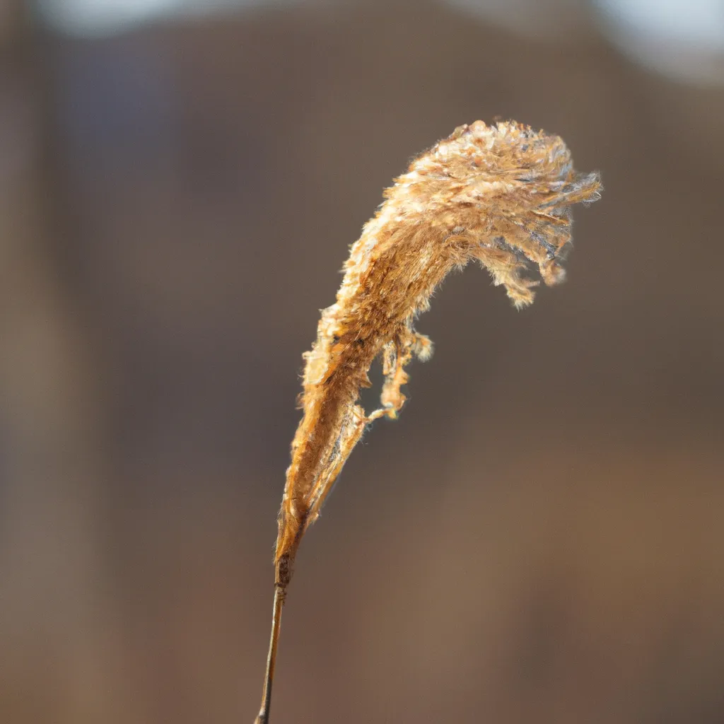 Explorando a Beleza da Elymus Canadensis: Descubra os Encantos dessa ...