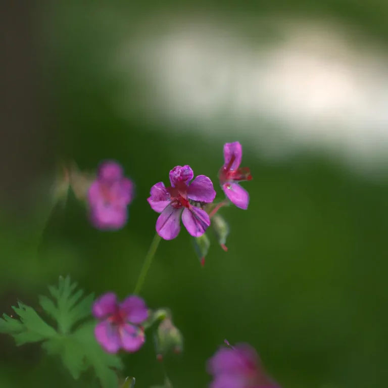 Descubra a Beleza do Geranium Macrorrhizum