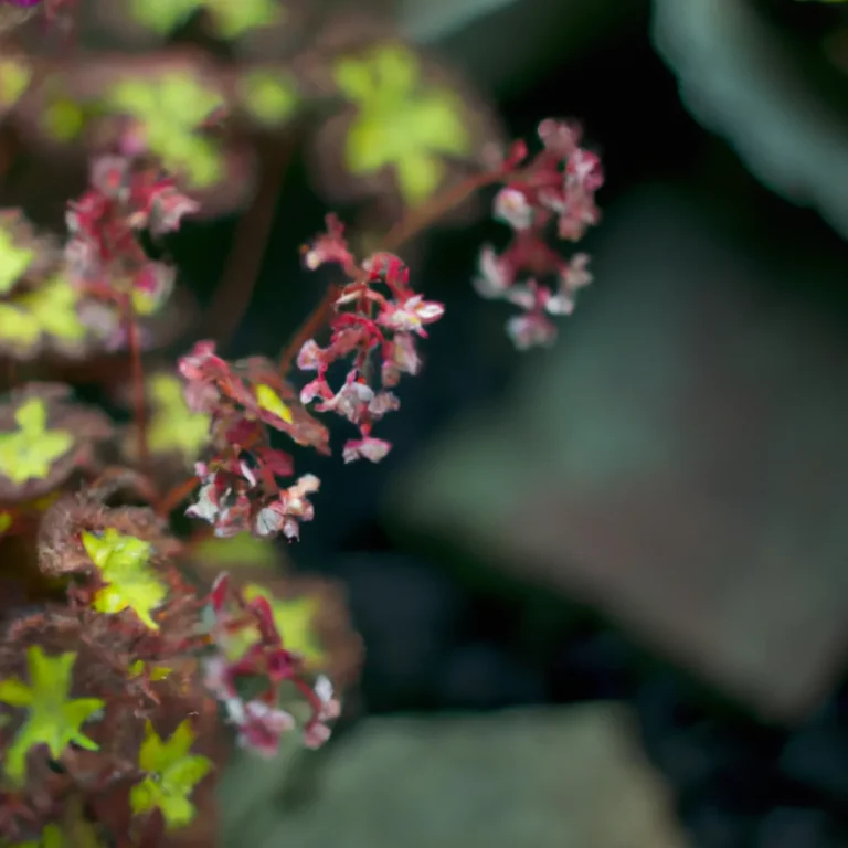 Heuchera Micrantha: Beleza e Resistência em Jardins