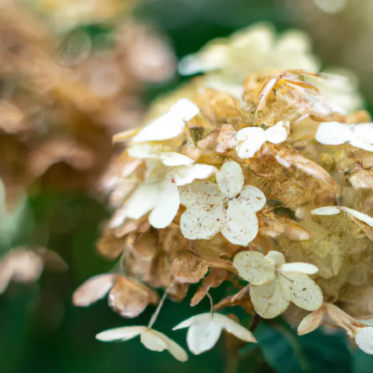 Descubra a Beleza da Hydrangea Paniculata