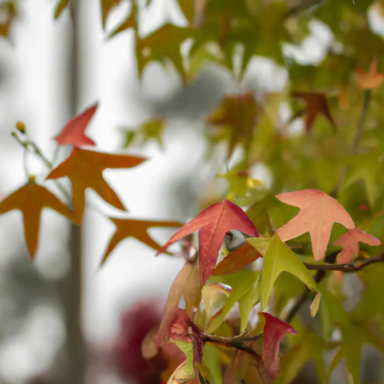 Descubra a Beleza do Liquidambar Styraciflua