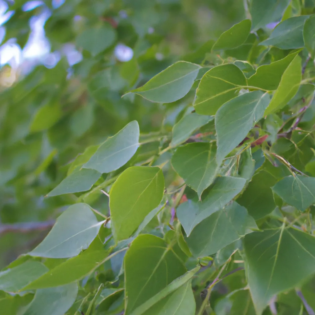Explorando a Fascinante Árvore Populus Tremuloides