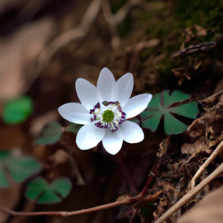 Descubra os Benefícios da Sanguinaria Canadensis
