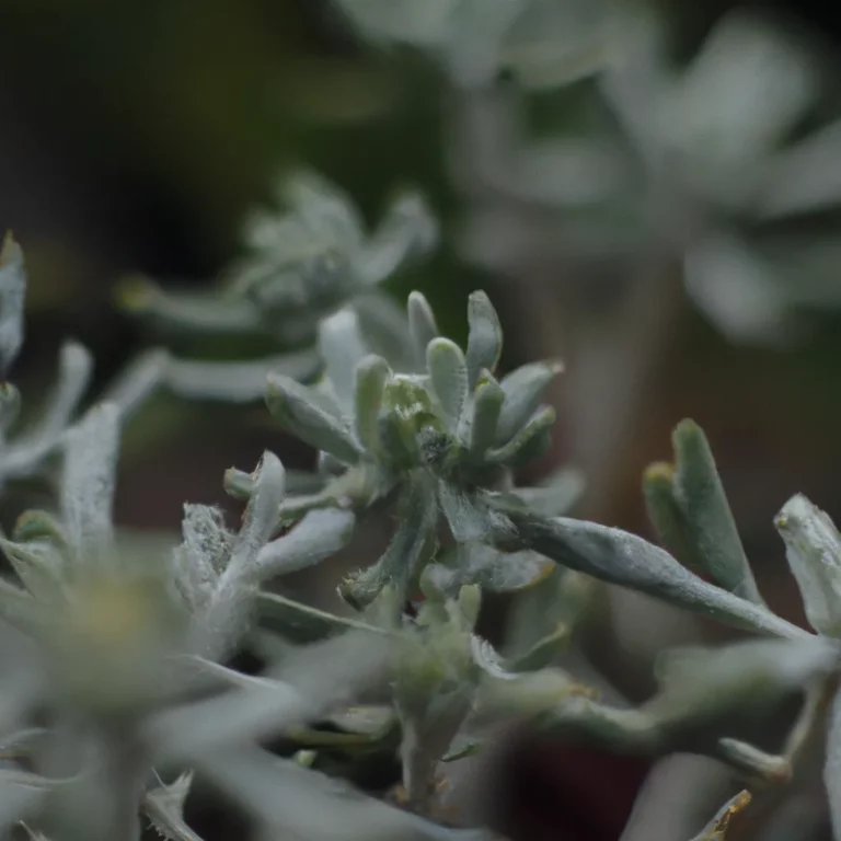 Descubra a Beleza Exótica do Senecio Haworthii