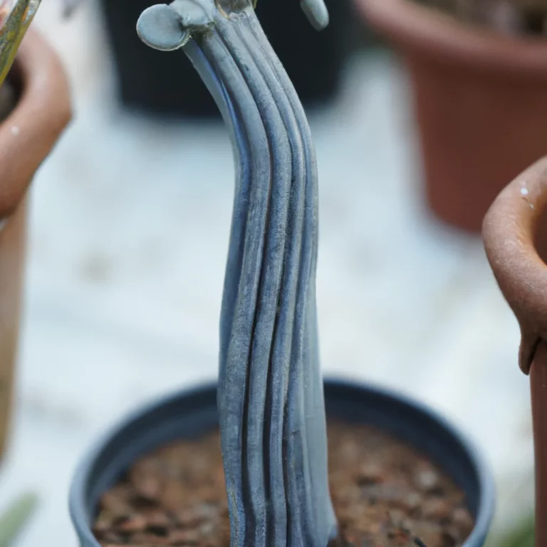 Descubra a Beleza Exótica do Senecio Stapeliiformis