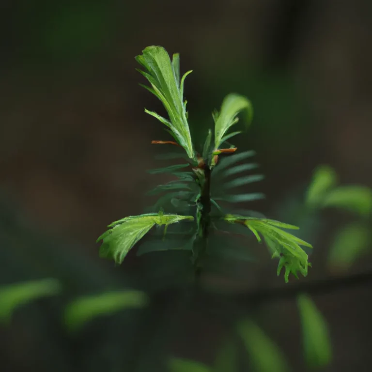 Explorando a Beleza da Tsuga Canadensis