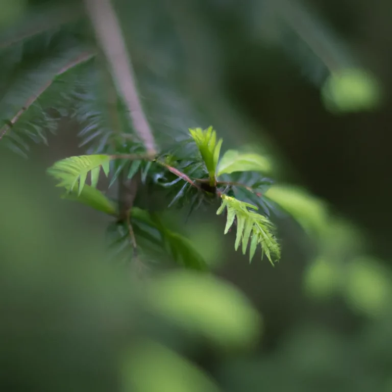 Explorando a Beleza da Tsuga Canadensis