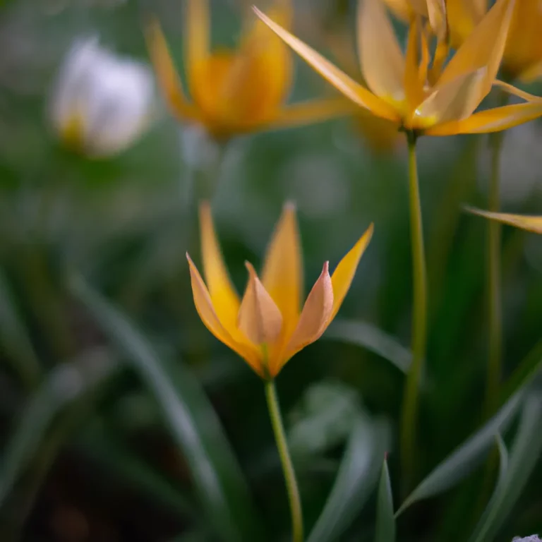 Tulipa Tarda: Descubra Como Cultivar Essa Flor