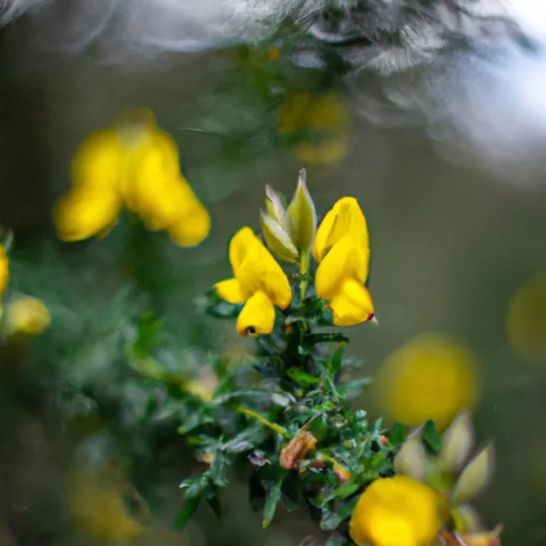 Desvendando os Mistérios da Planta Ulex Gallii