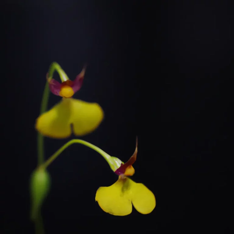 Utricularia Livida: Uma Planta Carnívora Aquática