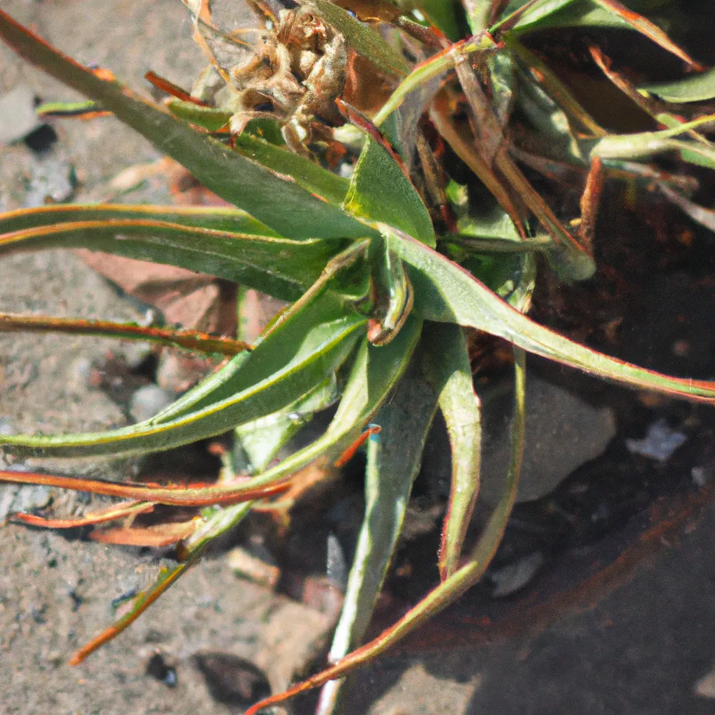 Descubra os Incríveis Benefícios da Aloe Humilis