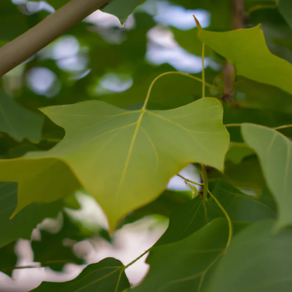 Beleza Exótica do Liriodendron Tulipifera Aureomarginatum