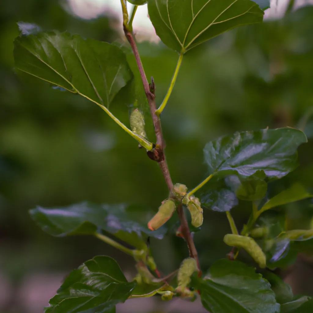 Descubra os Benefícios da Morus Alba