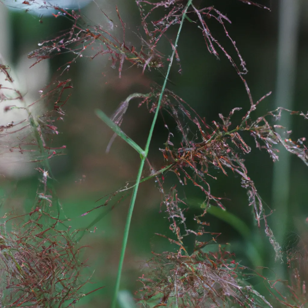 Explorando a Beleza e Versatilidade do Panicum Virgatum